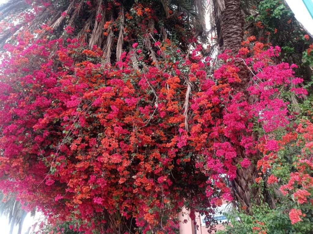 CE COPAC ESTE ALIATUL TAU? Horoscopul Arboricol si Floral. Perioade si ...